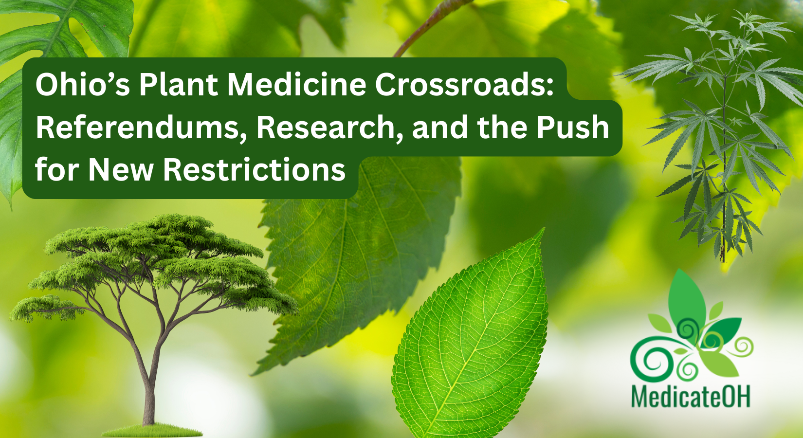 Ohio’s Plant Medicine Crossroads: Referendums, Research, and the Push ...